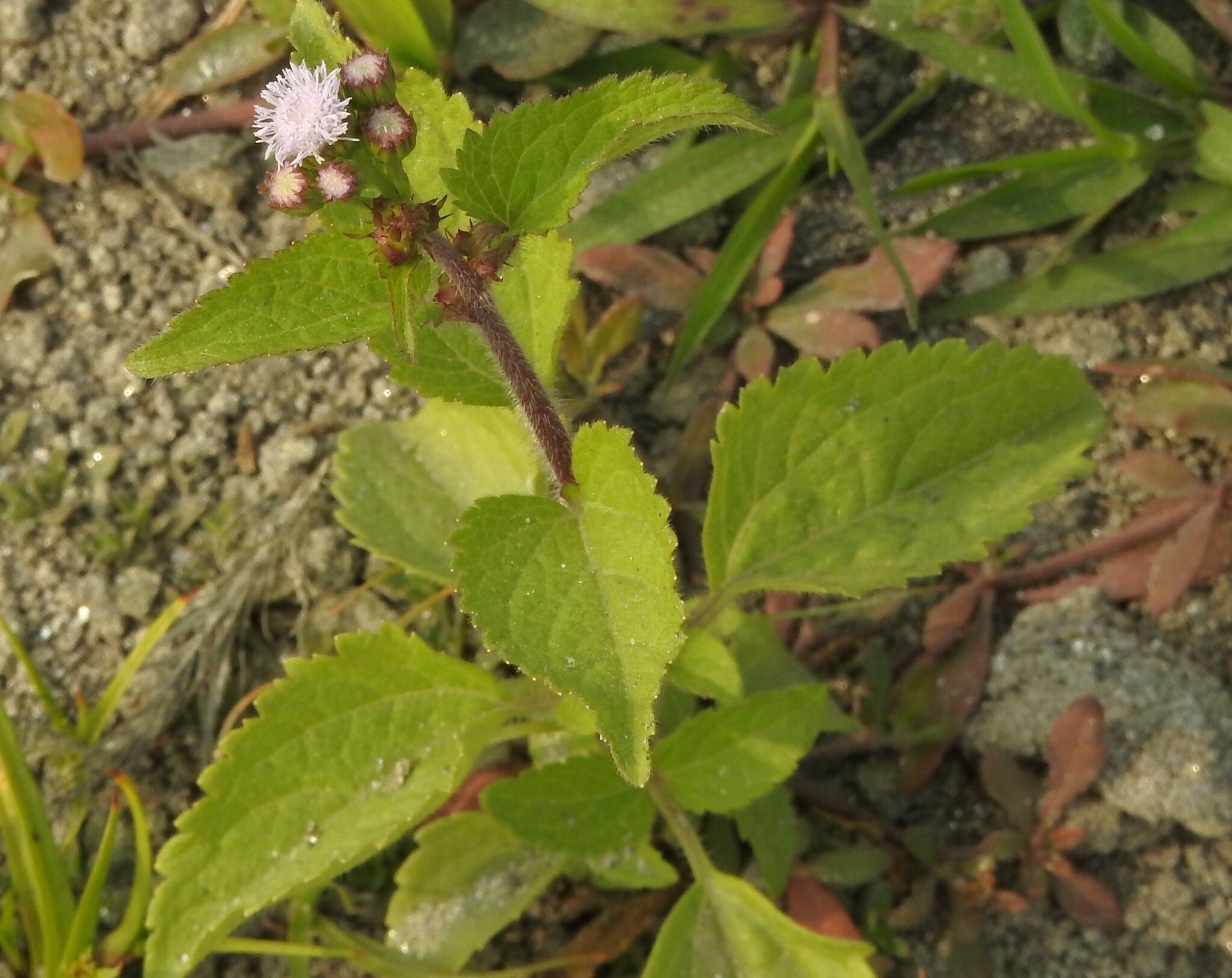 Ageratum conyzoides L.
