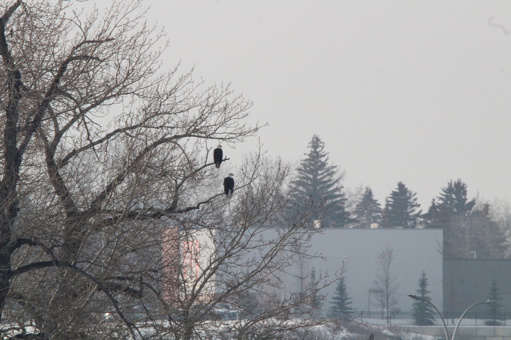 Bald Eagle from Southeast Calgary, Calgary, AB, Canada on January 15 ...