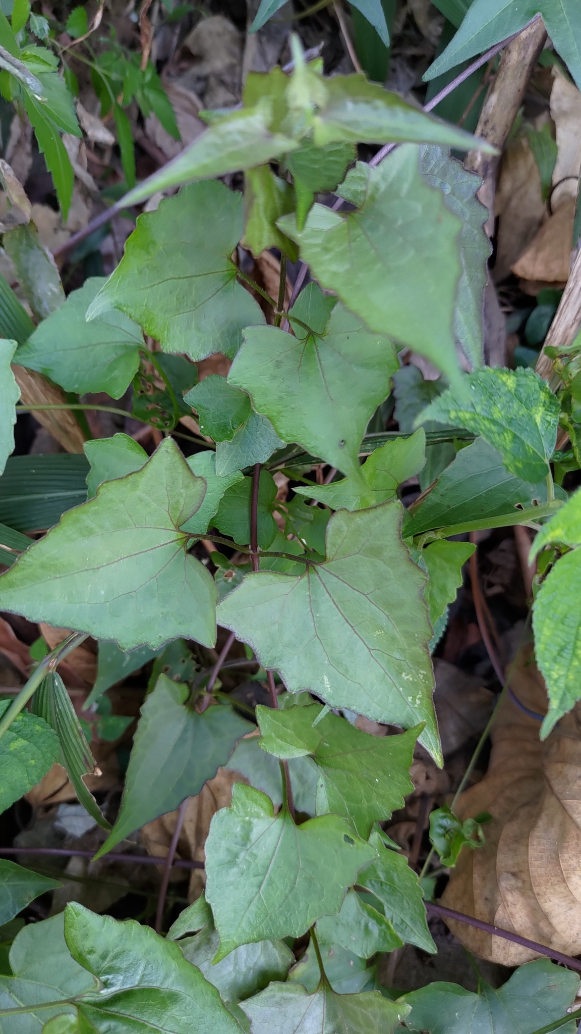 Mikania micrantha Kunth