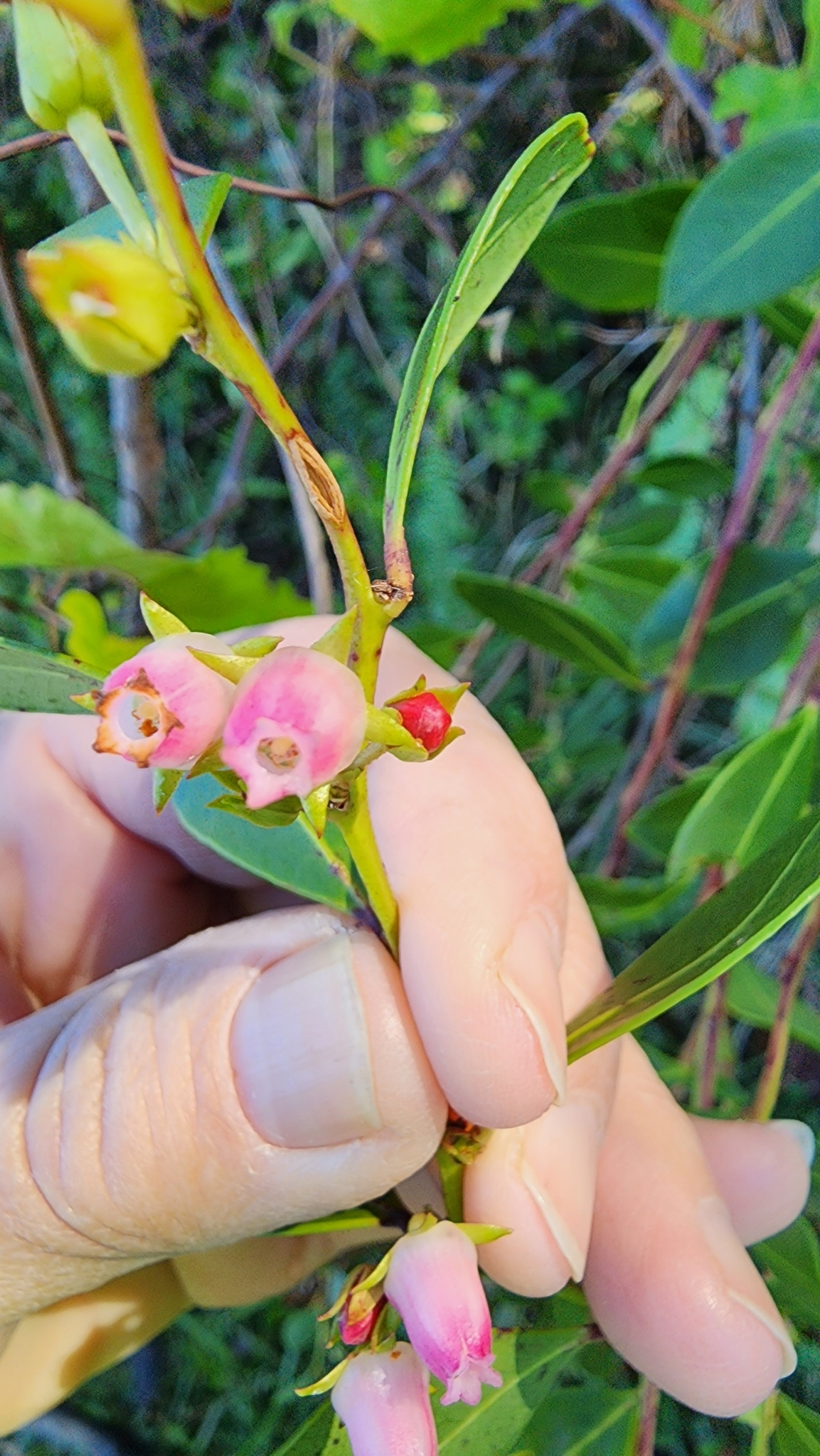 Lyonia lucida (Lam.) C.Koch