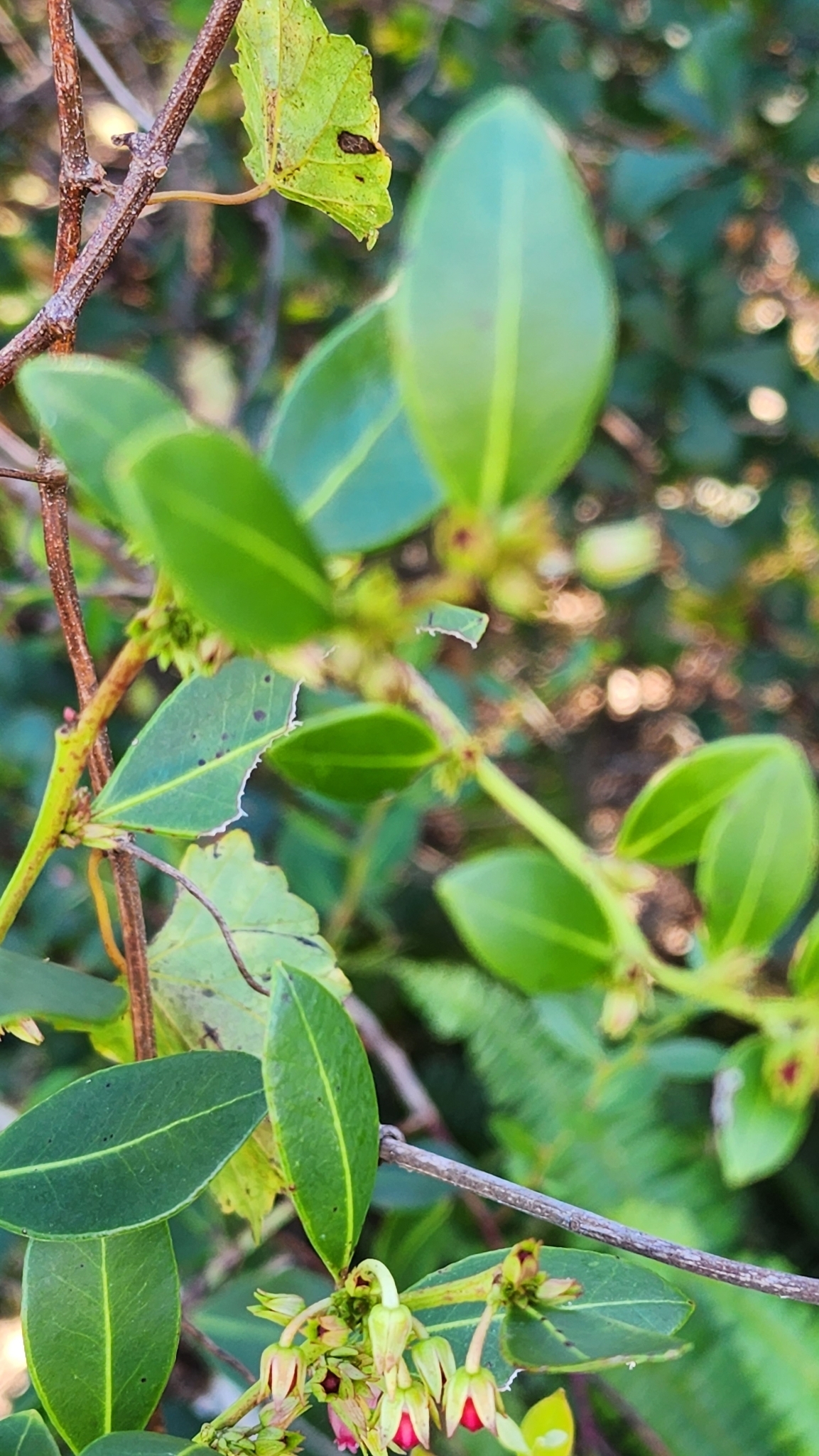 Lyonia lucida (Lam.) C.Koch