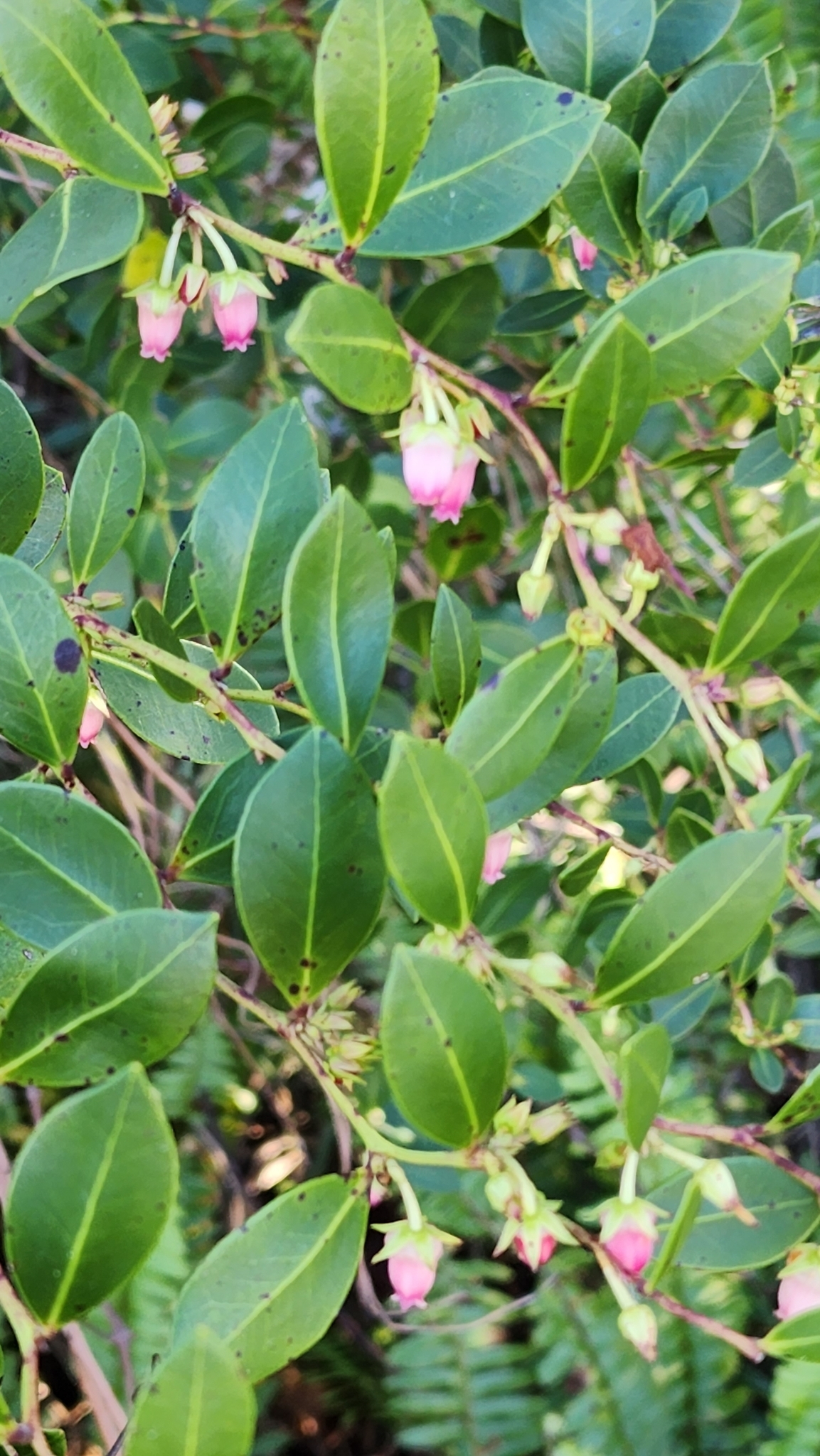 Lyonia lucida (Lam.) C.Koch