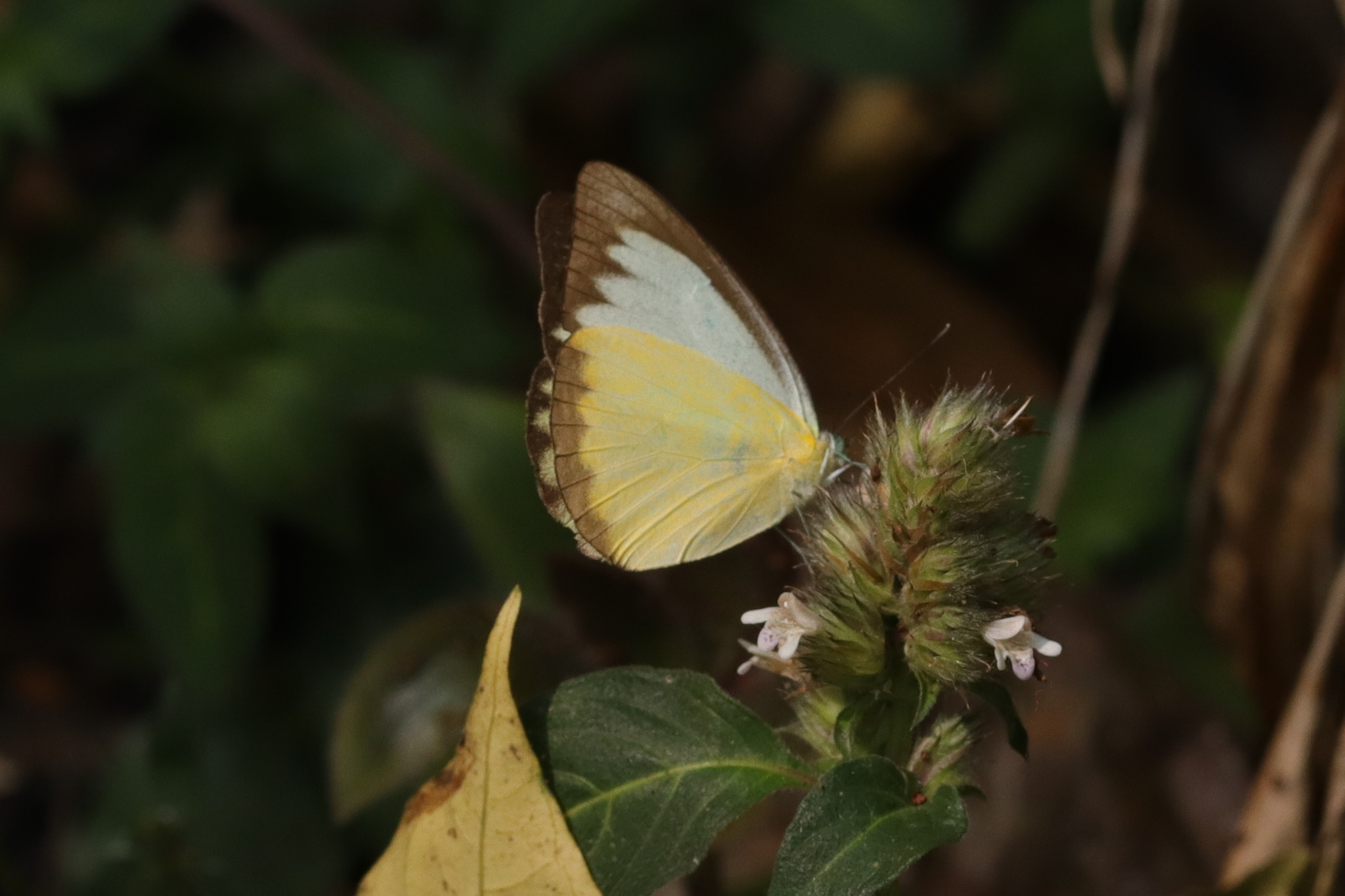 Appias lyncida (Cramer, 1779)