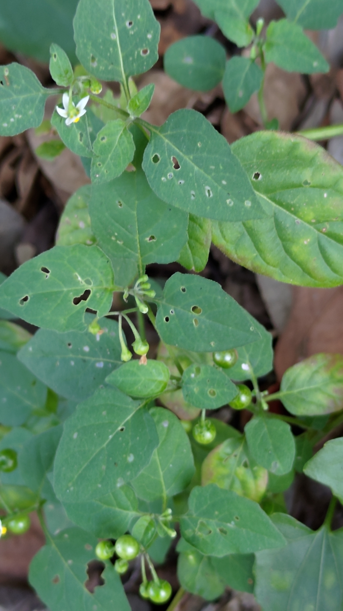 Solanum americanum Mill.