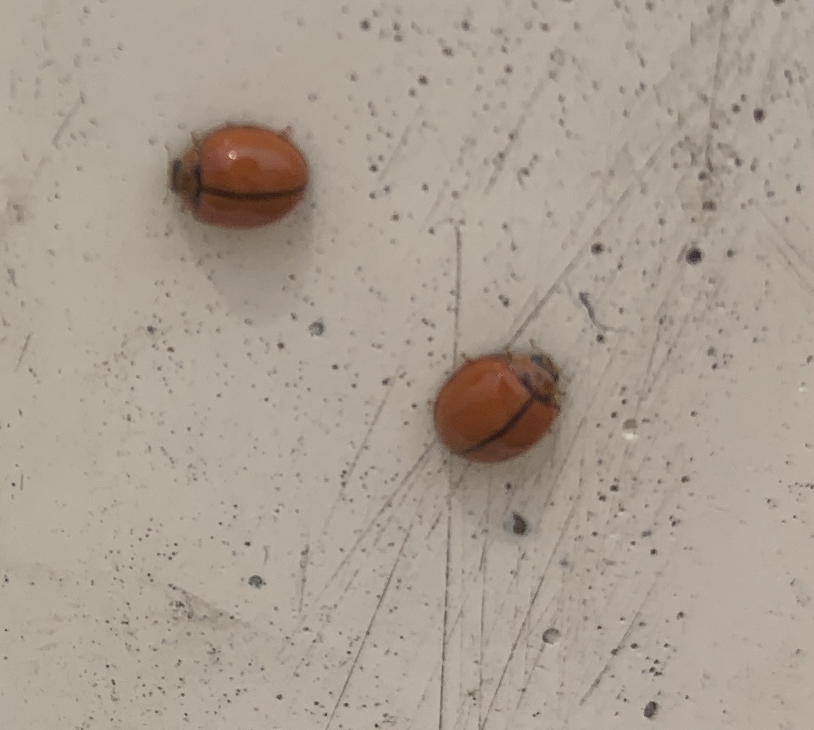 Micraspis discolor (Fabricius, 1798)