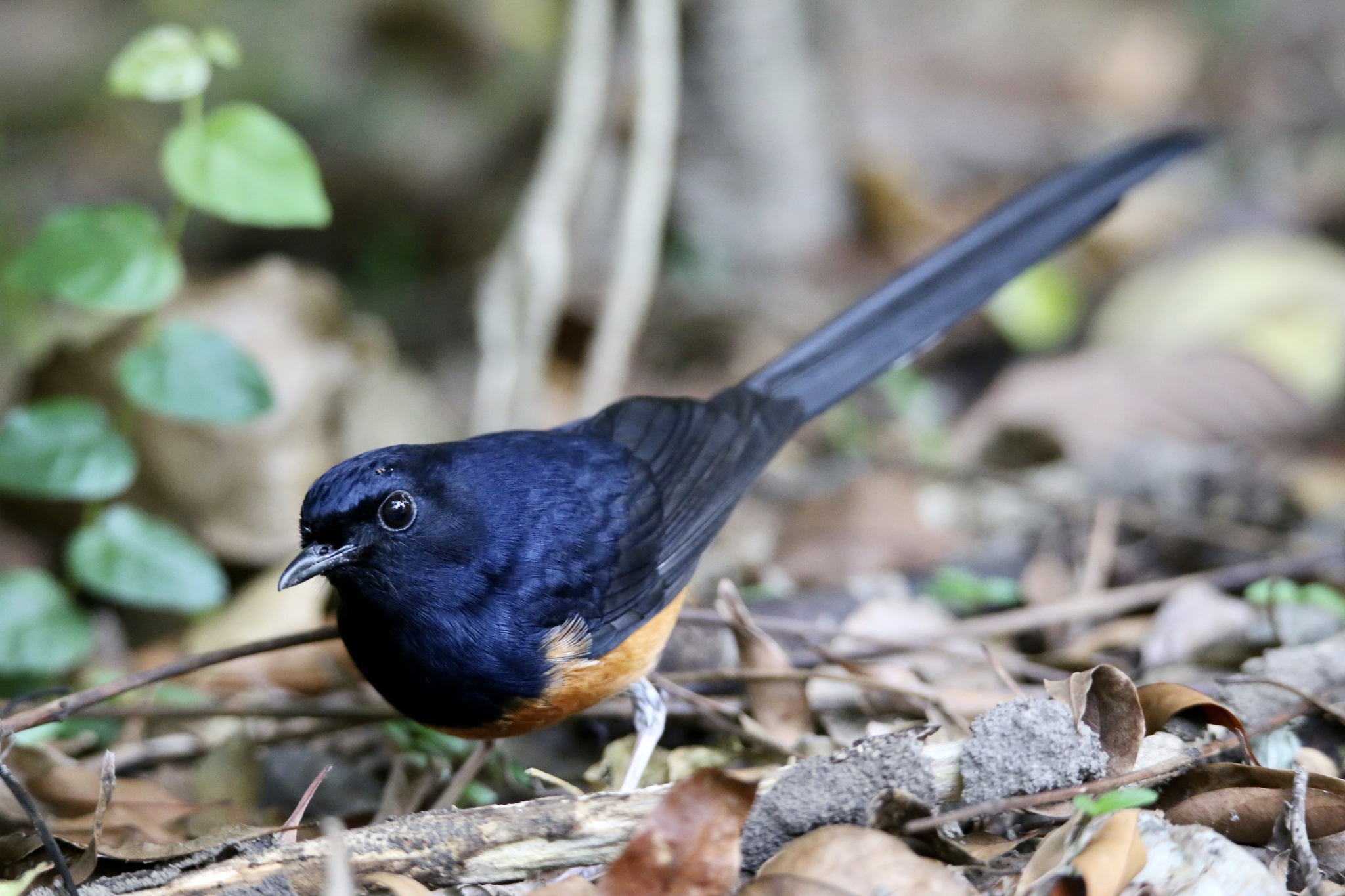 Copsychus malabaricus (Scopoli, 1786)