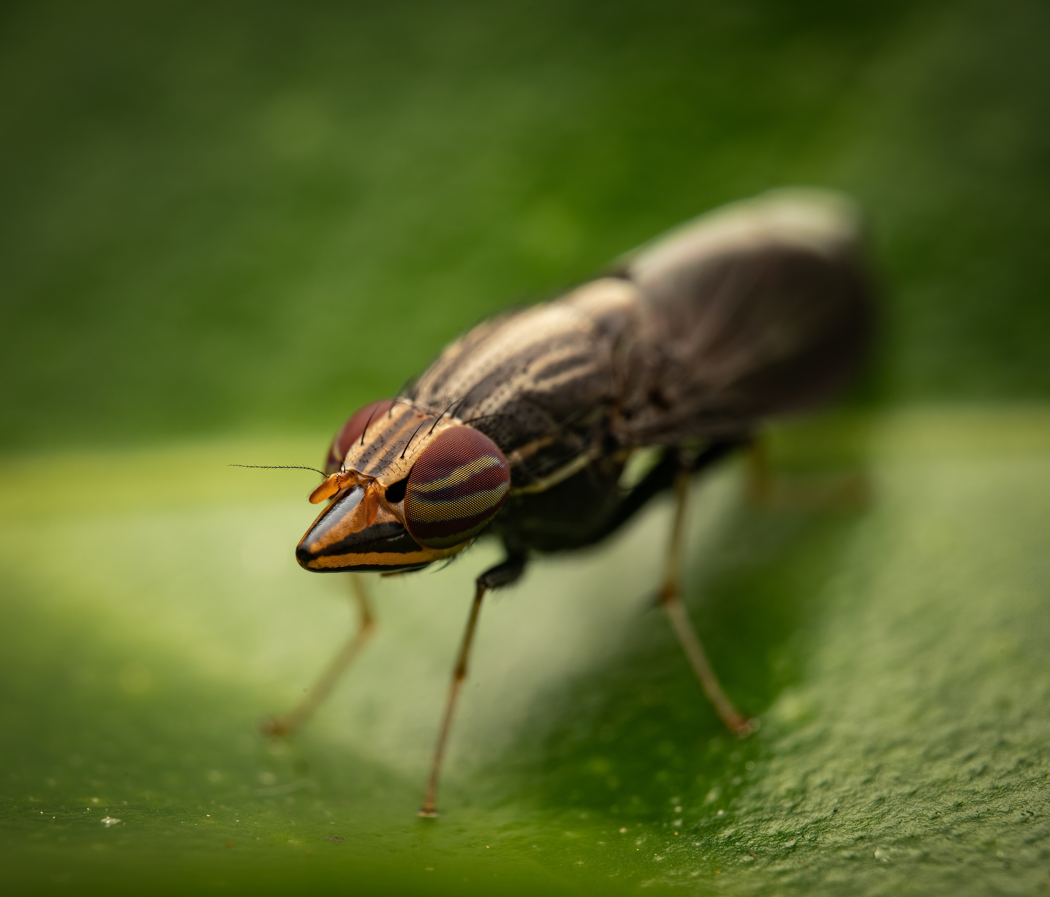 Lauxaniidae