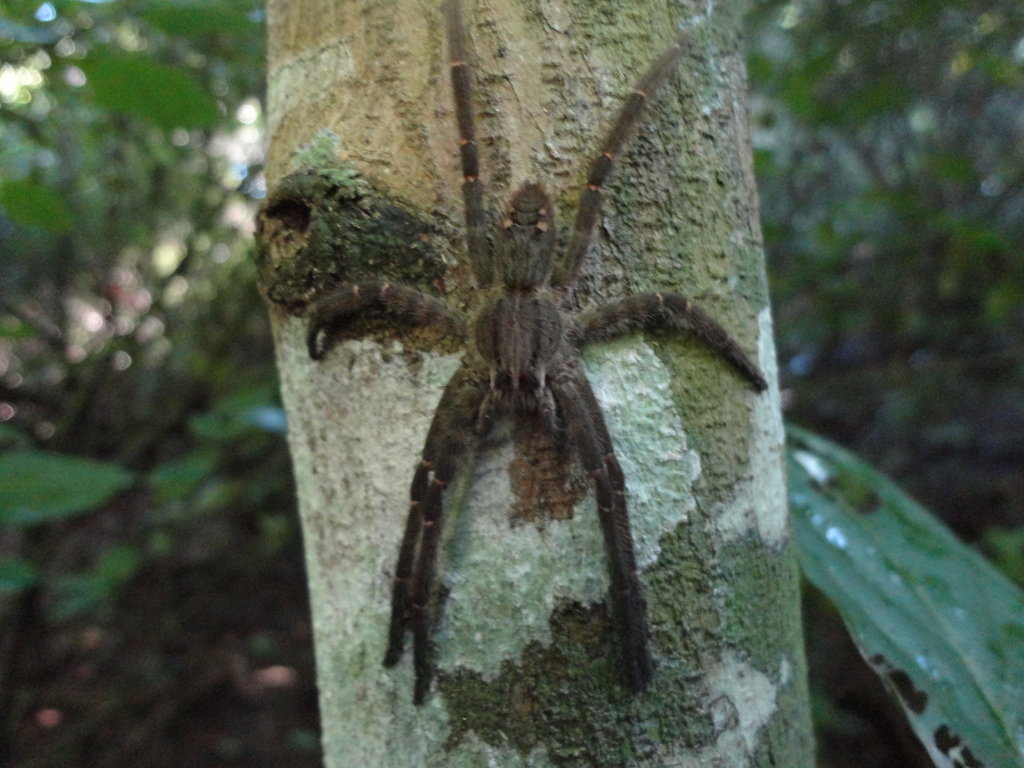 Tiger Bromeliad Spider from Actopan, Ver., México on September 25, 2014 ...