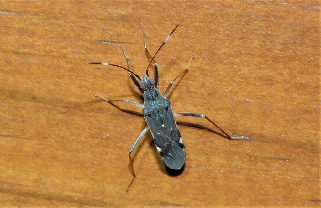 Narbo biplagiatus from Strathdickie QLD 4800, Australia on January 16 ...