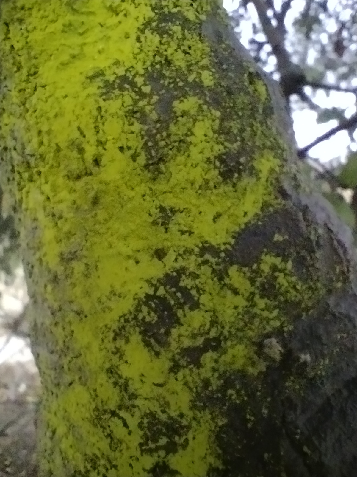 Chrysothrix candelaris (L.) J.R.Laundon