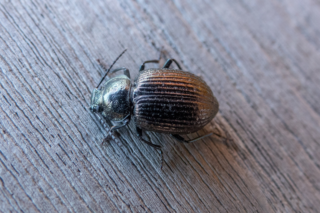 Adelium from Castlemaine VIC, Australia on December 20, 2022 at 08:59 ...