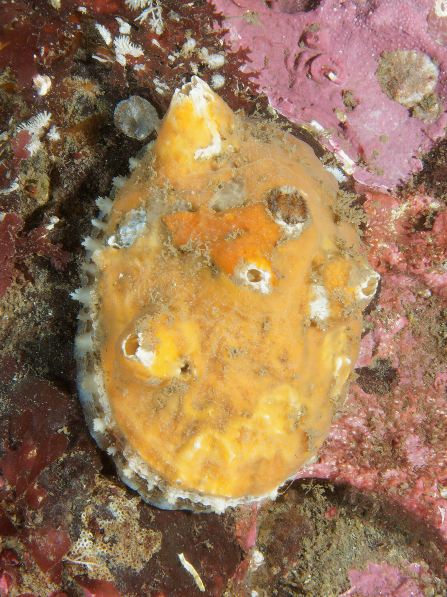 Diodora aspera (Rathke, 1833)