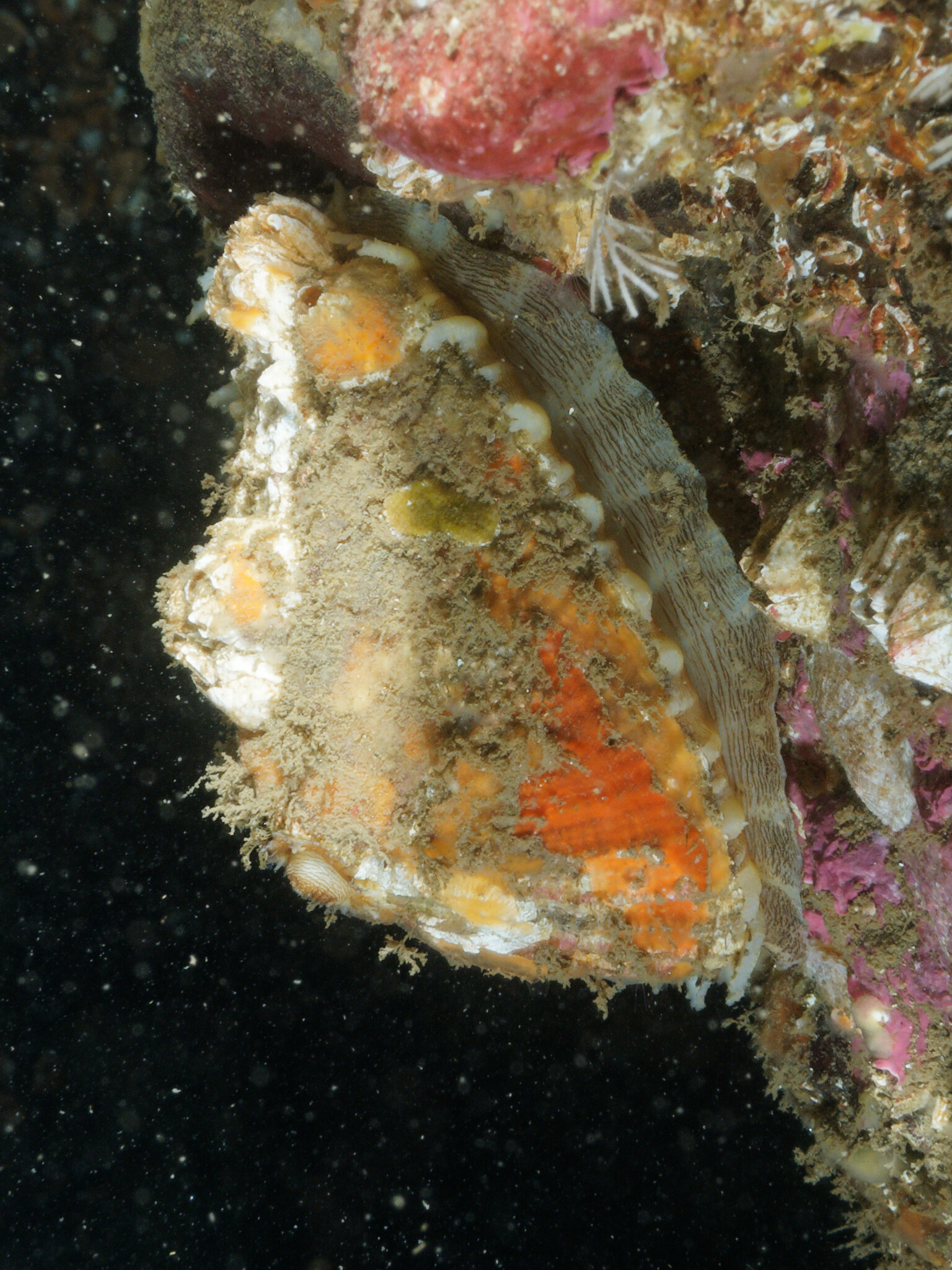 Diodora aspera (Rathke, 1833)