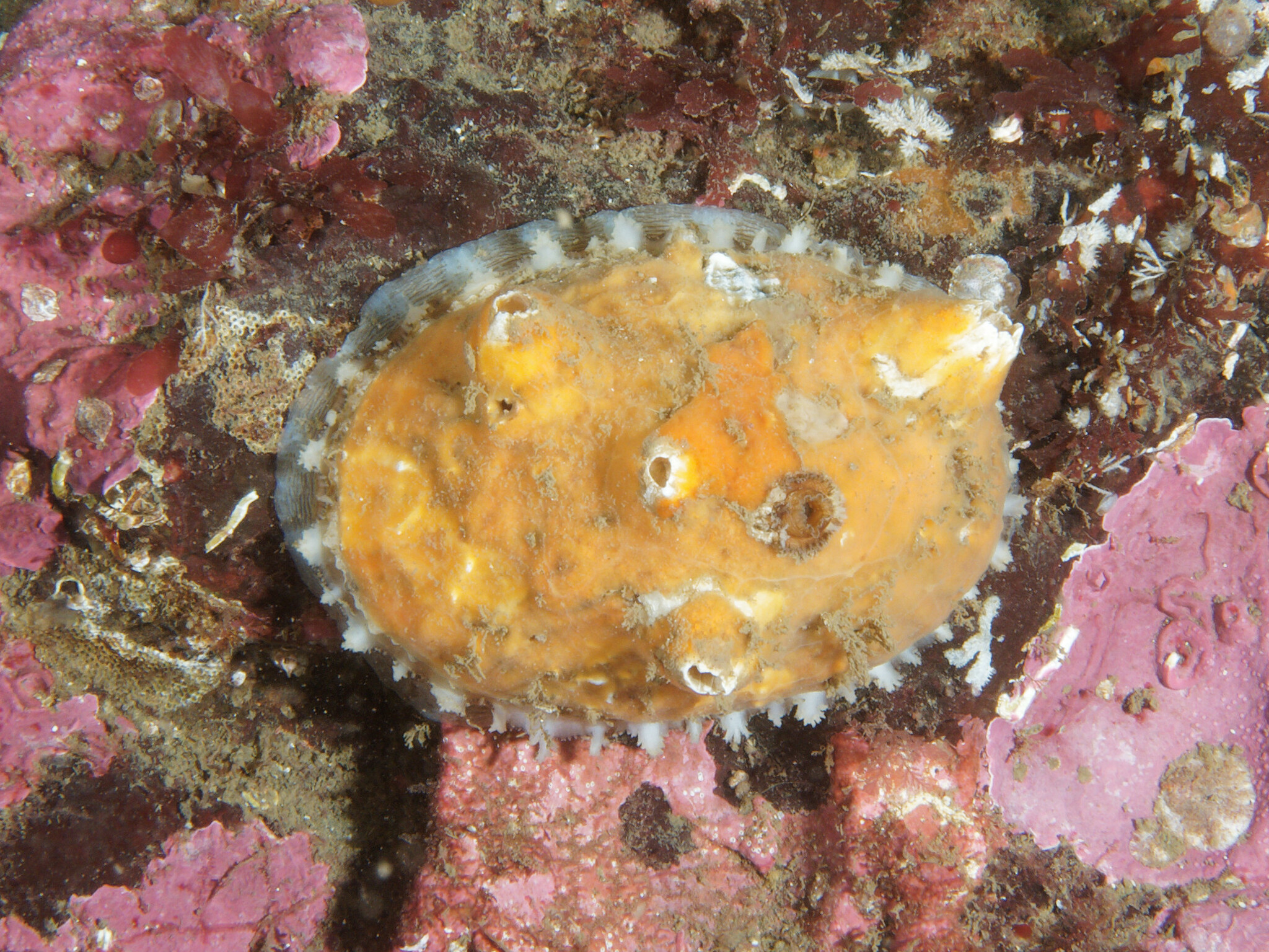 Diodora aspera (Rathke, 1833)