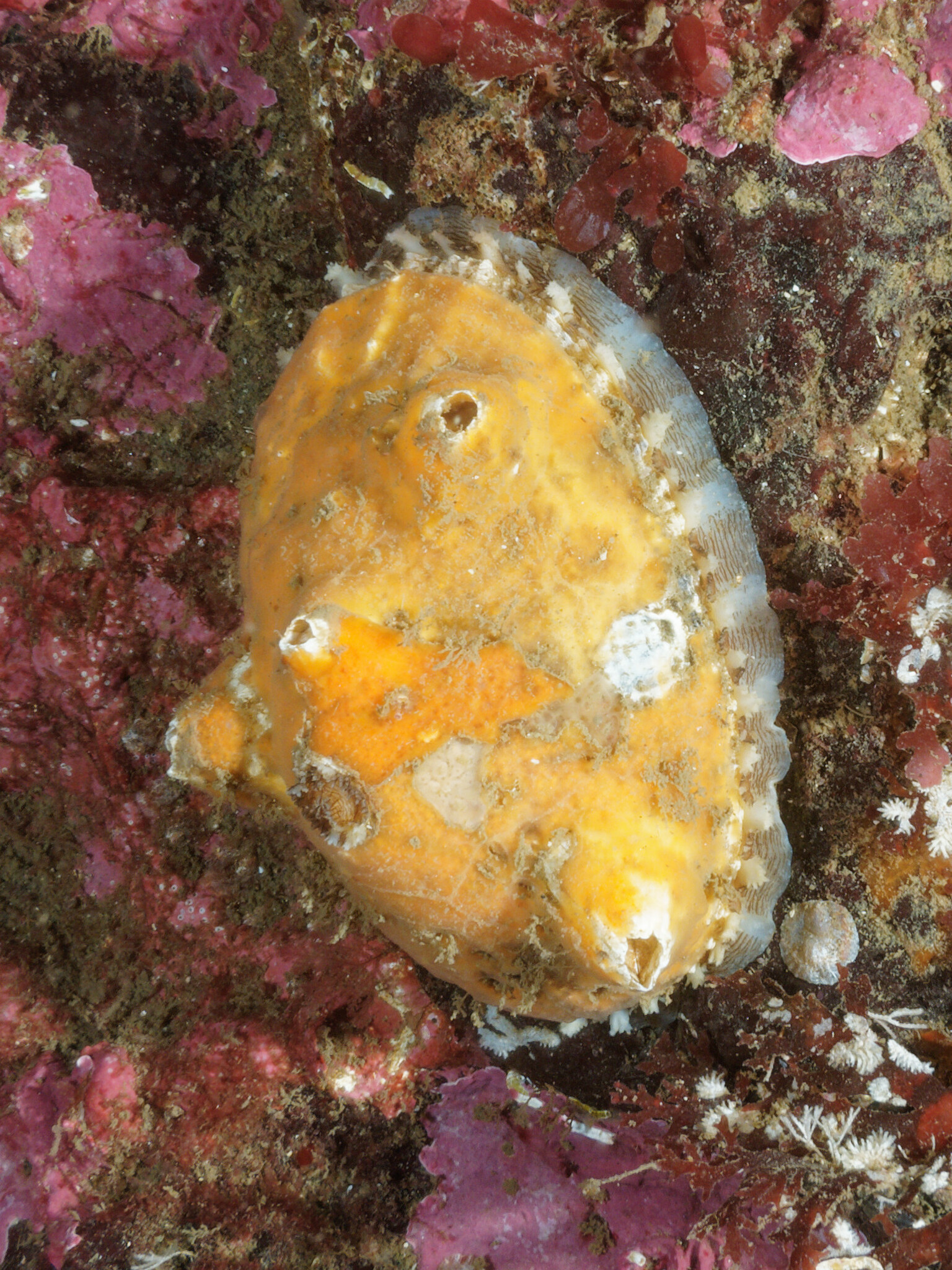 Diodora aspera (Rathke, 1833)