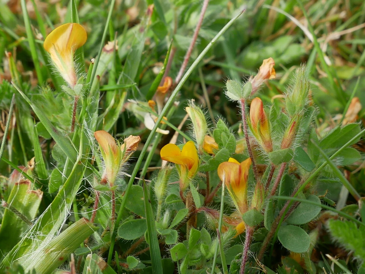 Lotus subbiflorus Lag.