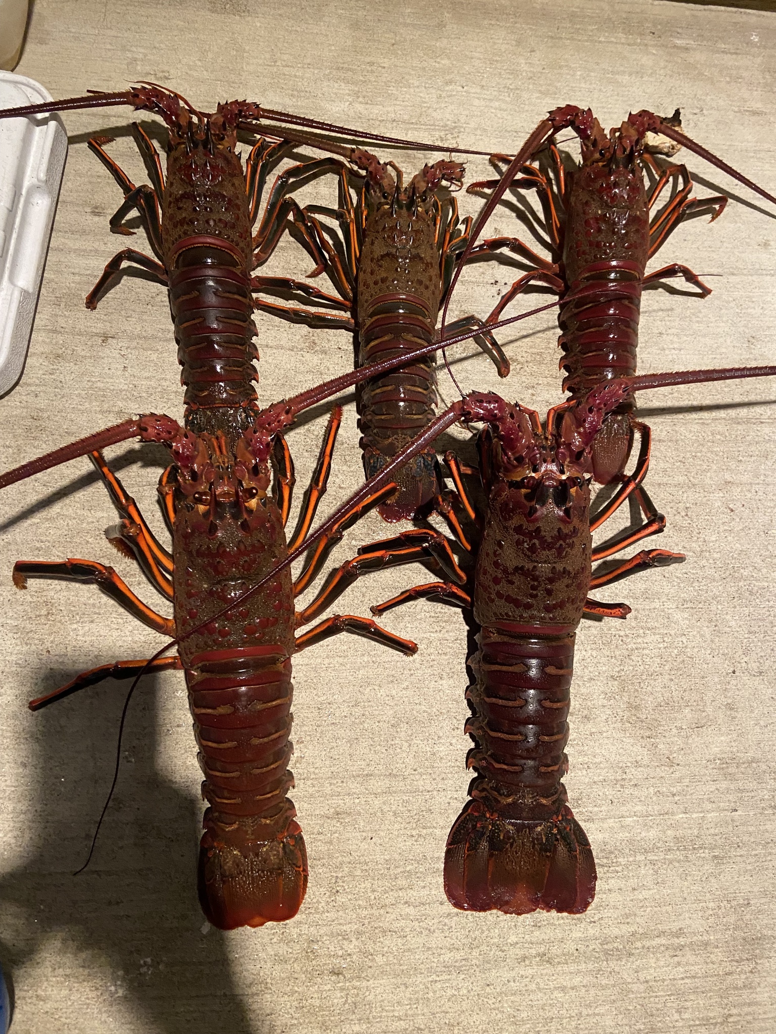 Panulirus interruptus (J.W.Randall, 1840)