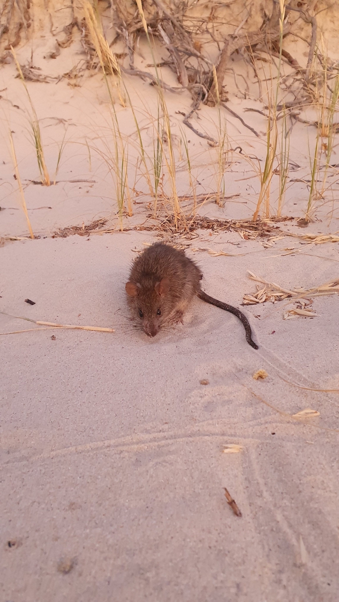 Rattus rattus (Linnaeus, 1758)