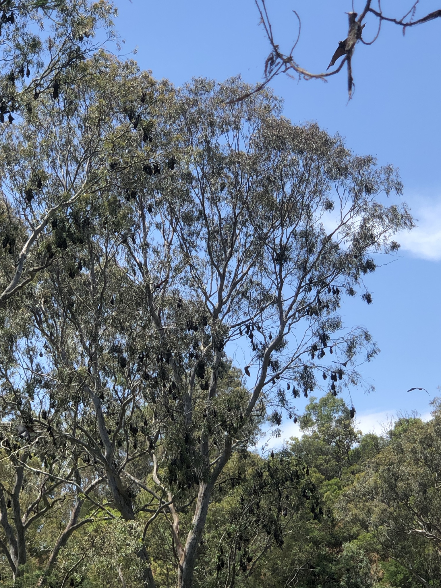 Pteropus Brisson, 1762