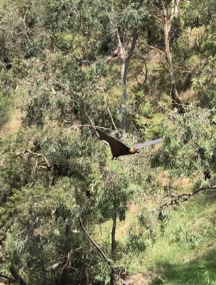 Pteropus Brisson, 1762