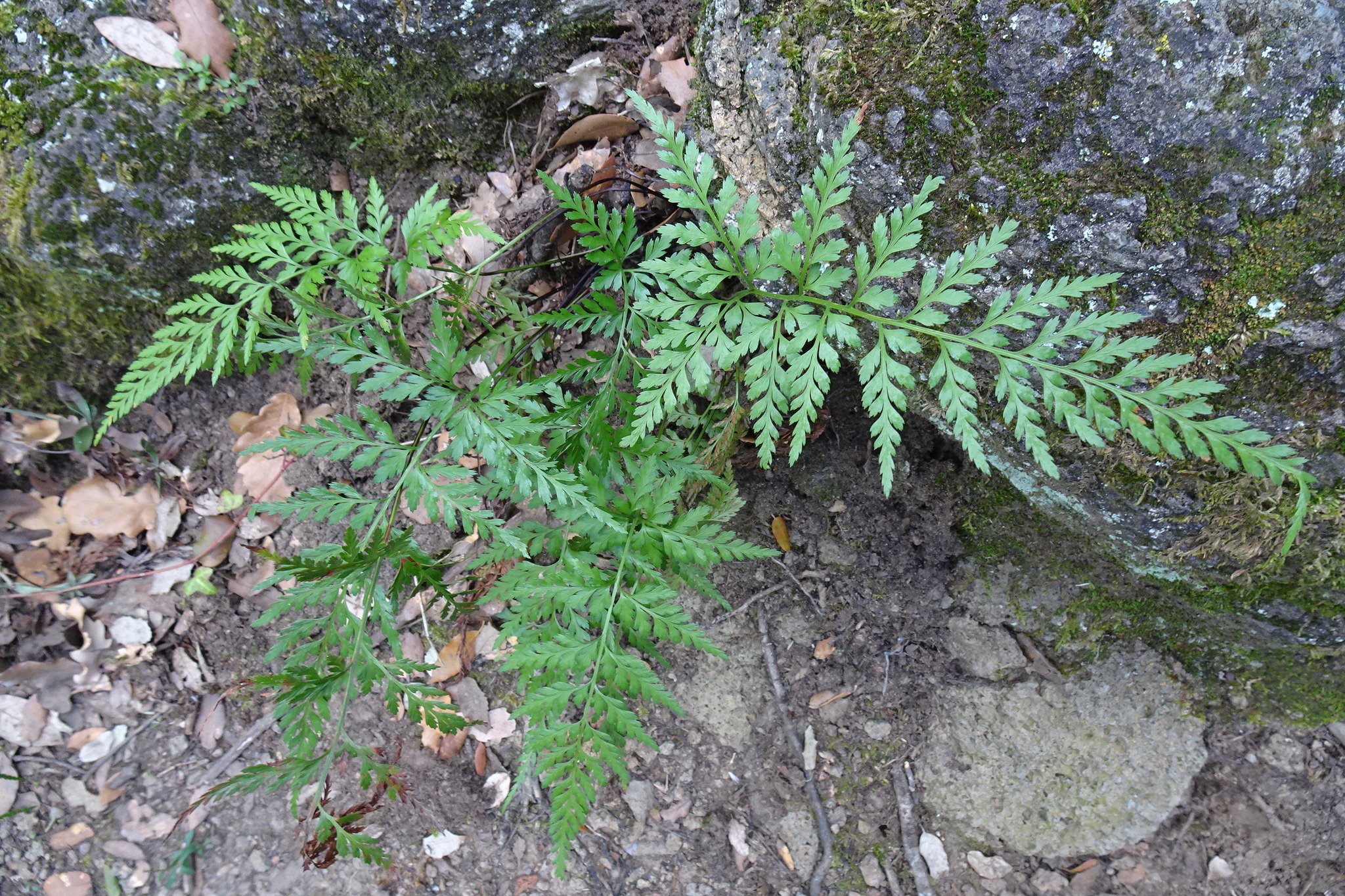 Asplenium onopteris L.