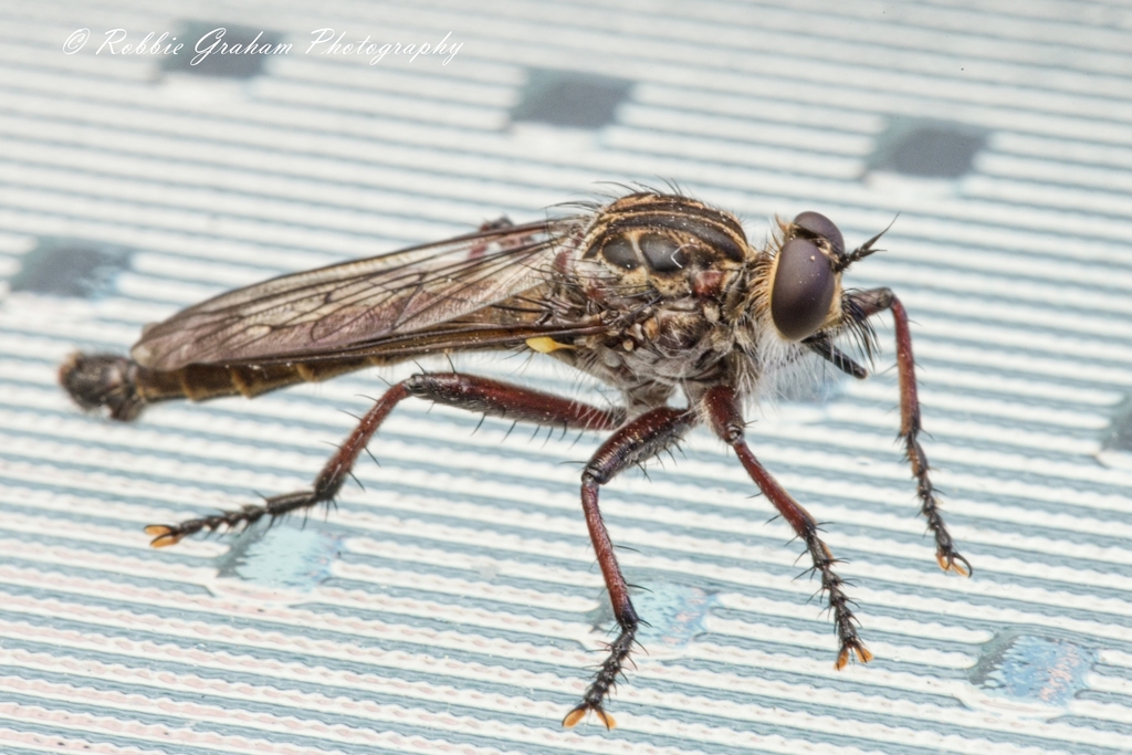 Neoitamus from Waitahanui, New Zealand on January 17, 2023 at 01:50 PM ...