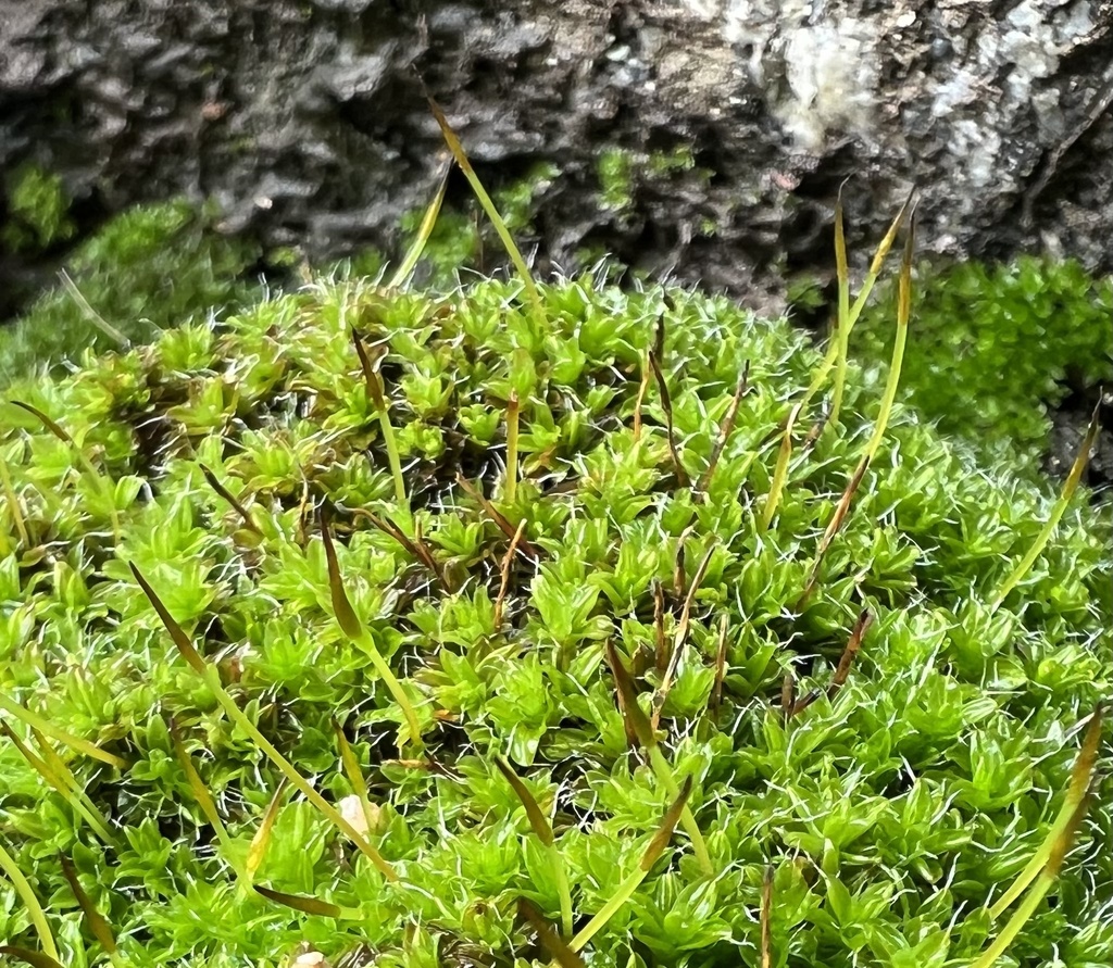 Wall Screw-moss from Caliente Creek Rd, Caliente, CA, US on January 15 ...