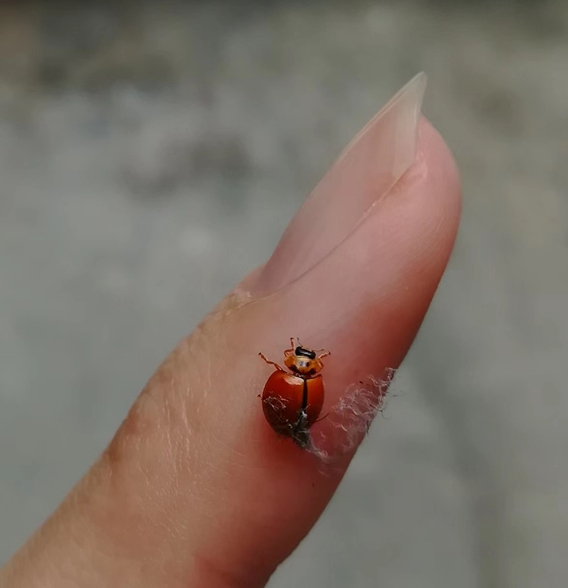 Micraspis discolor (Fabricius, 1798)