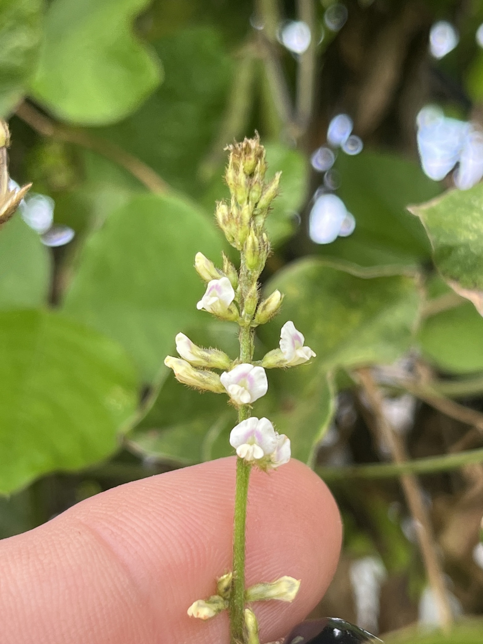 Neonotonia J.A.Lackey