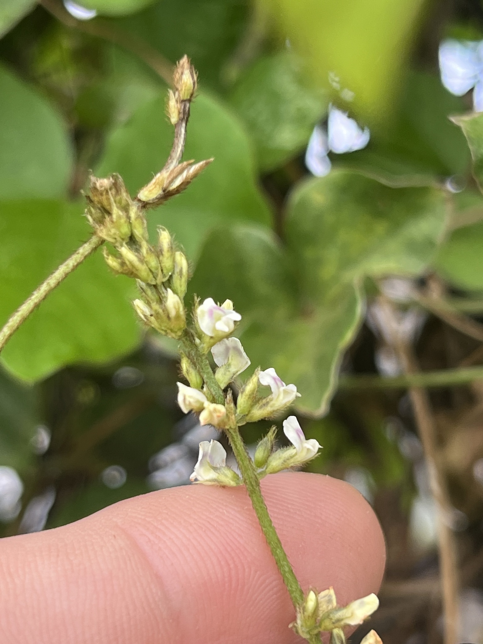 Neonotonia J.A.Lackey