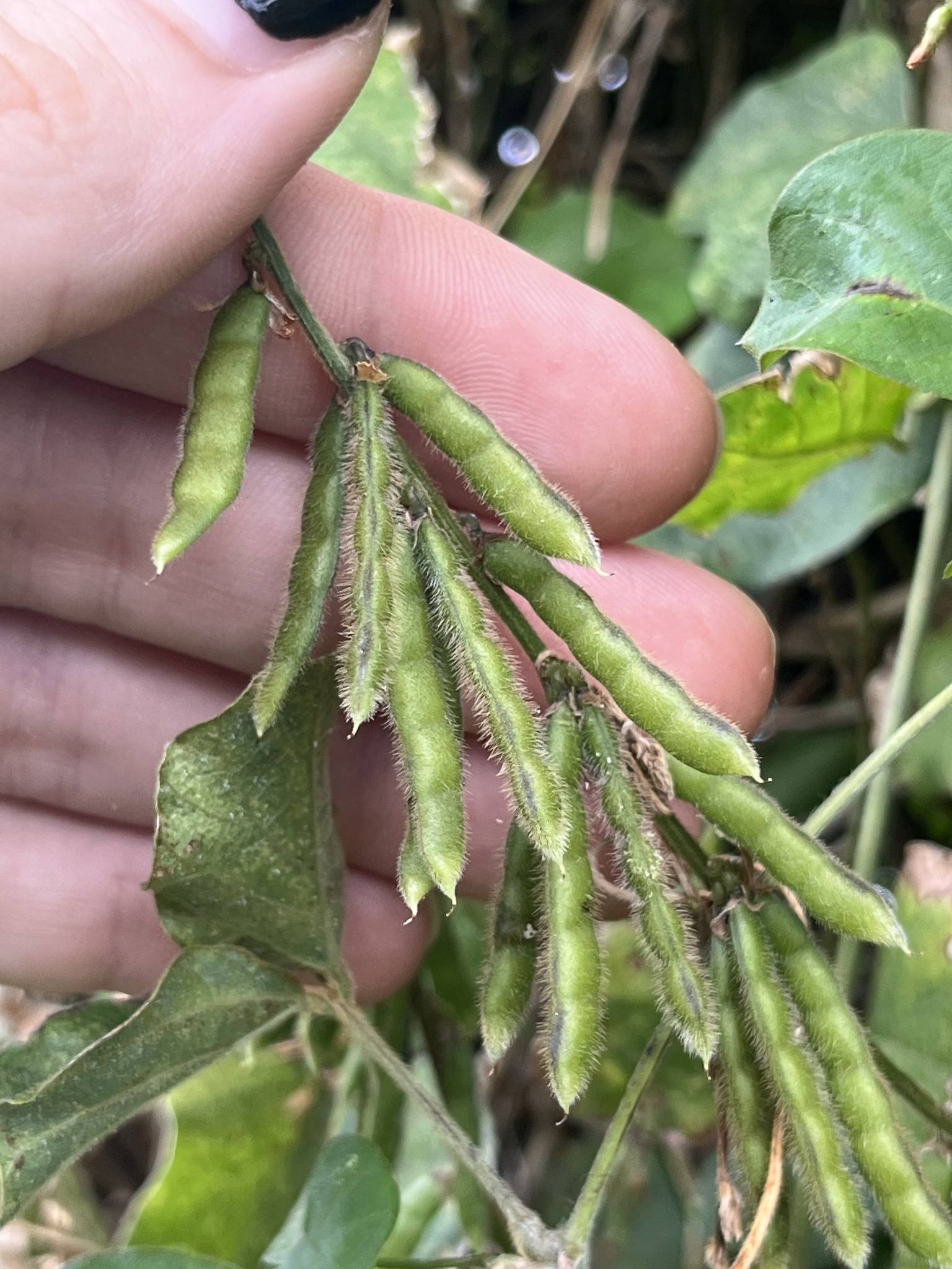 Neonotonia J.A.Lackey