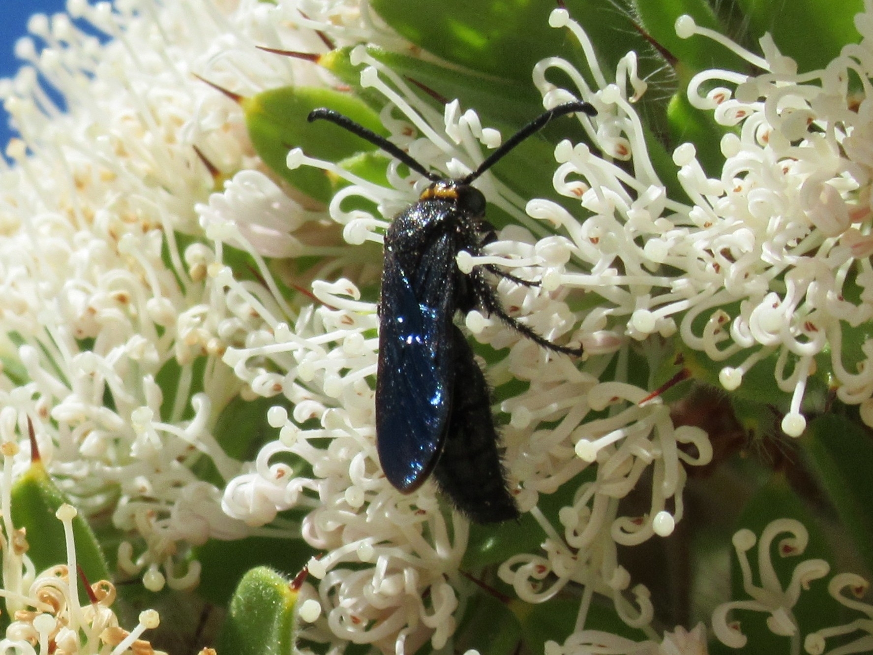 Scolia J.C.Fabricius, 1775