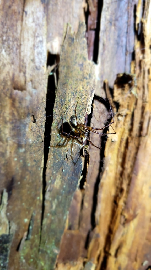 Pimoa altioculata from Cordova, AK 99574, USA on January 13, 2023 at 07 ...