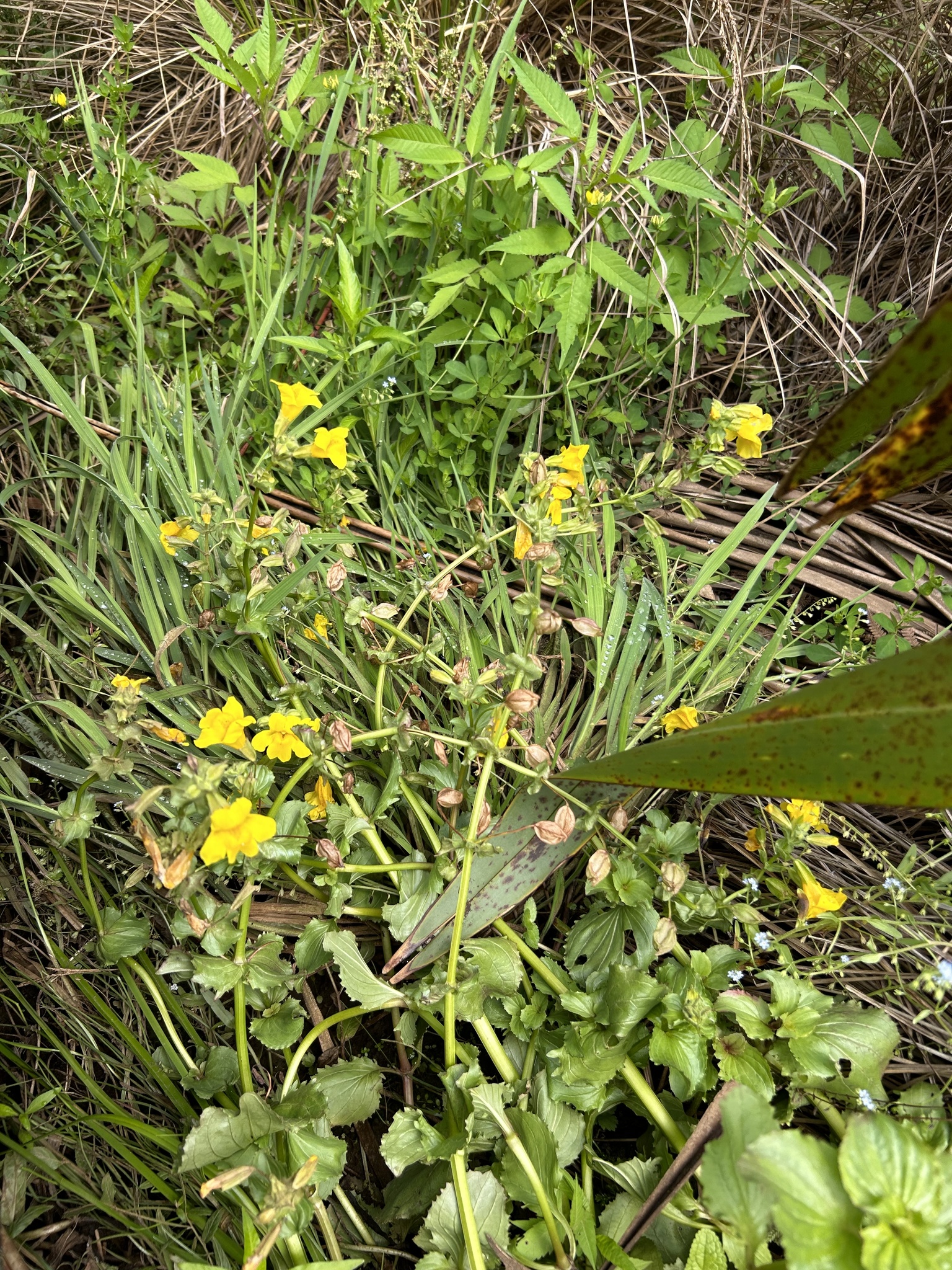 Erythranthe Spach