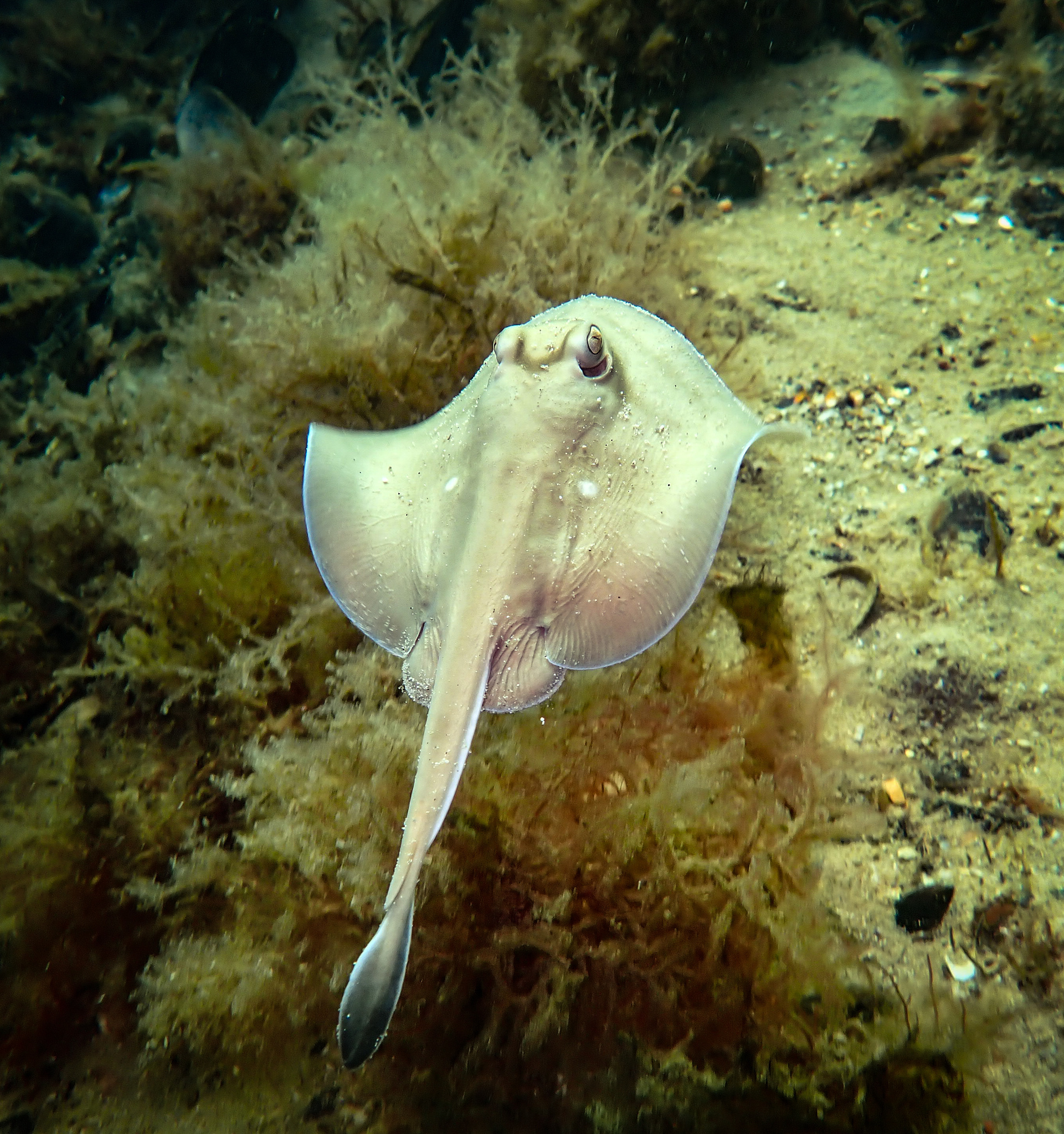 Urolophus paucimaculatus Dixon, 1969