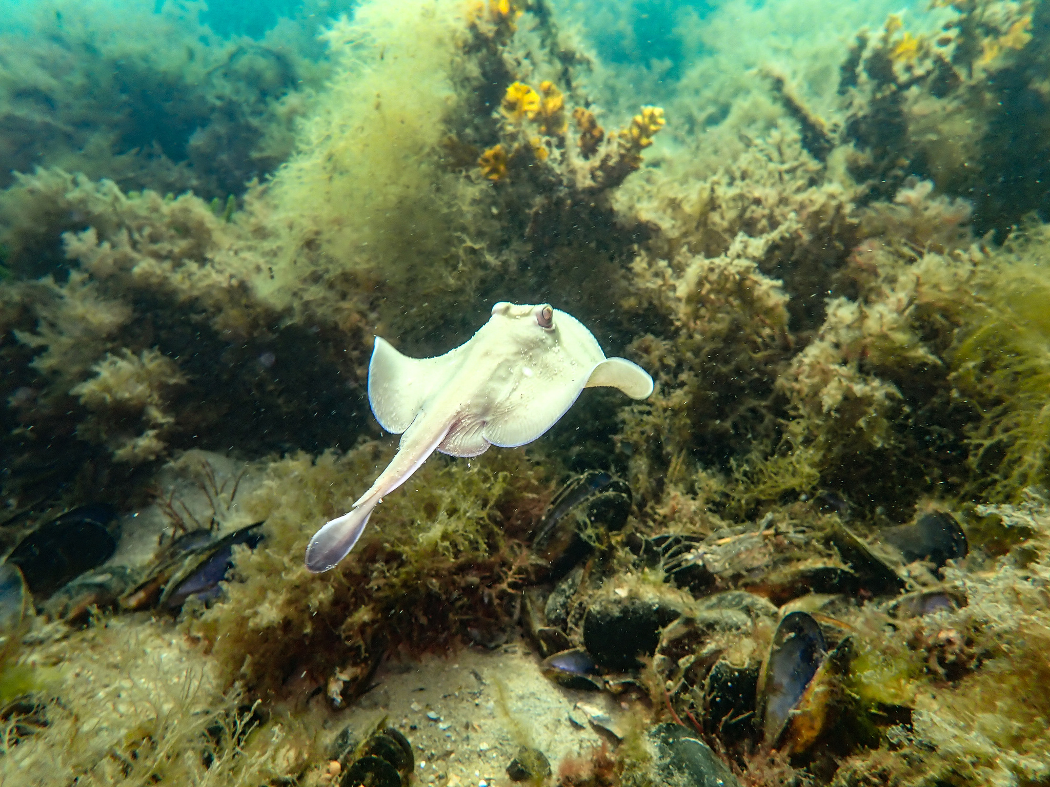 Urolophus paucimaculatus Dixon, 1969