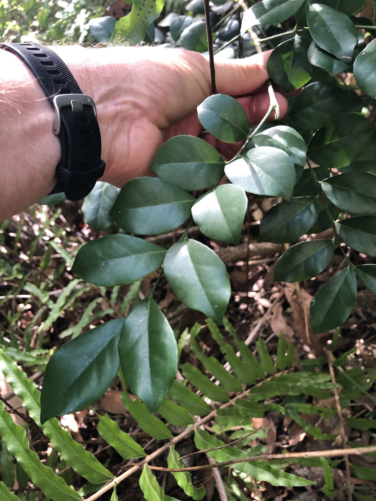 Murraya J.Koenig ex L.