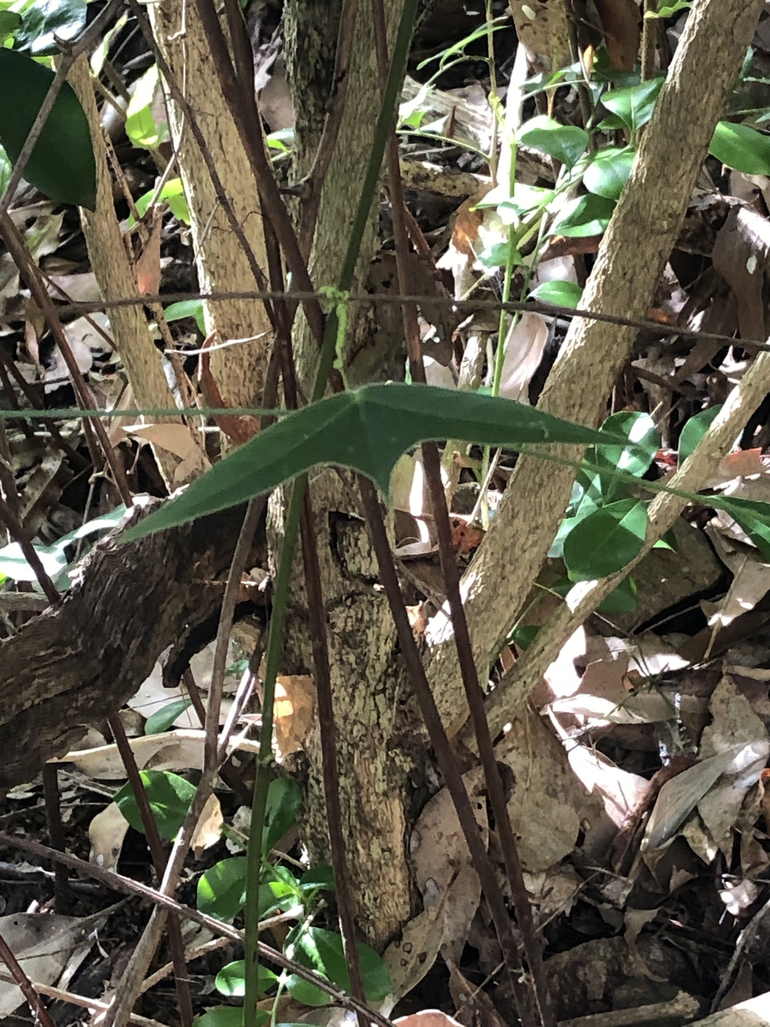 Murraya J.Koenig ex L.