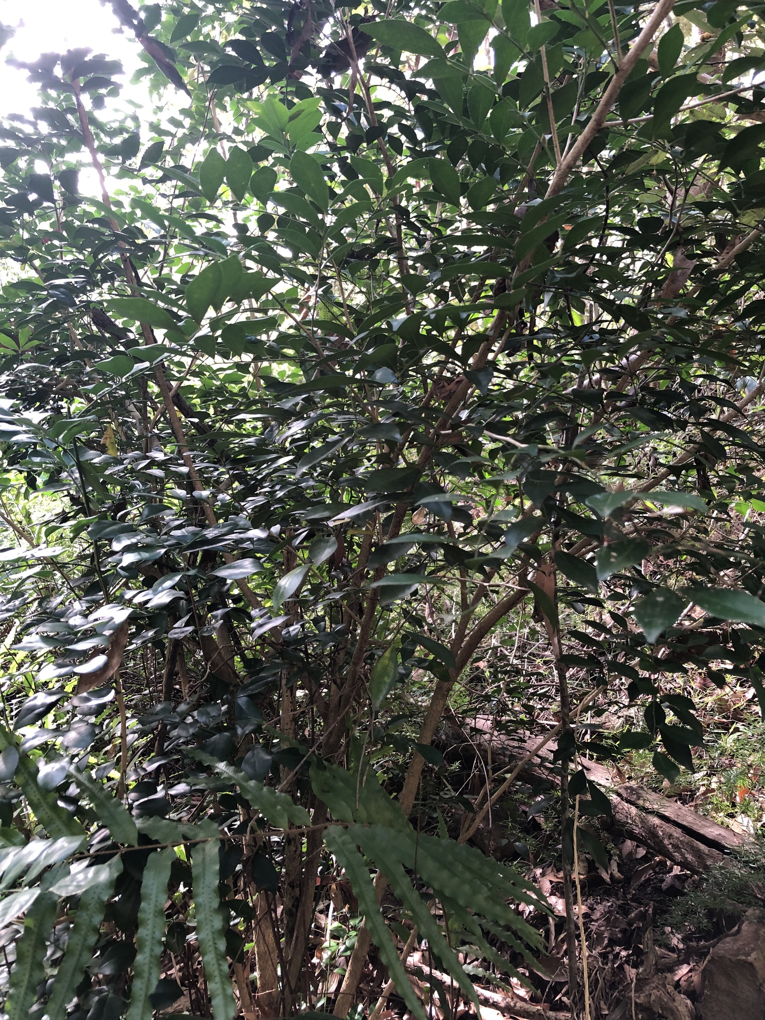 Murraya J.Koenig ex L.