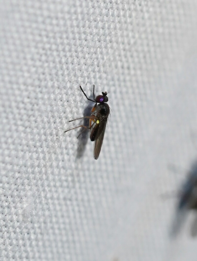 Ephydridae
