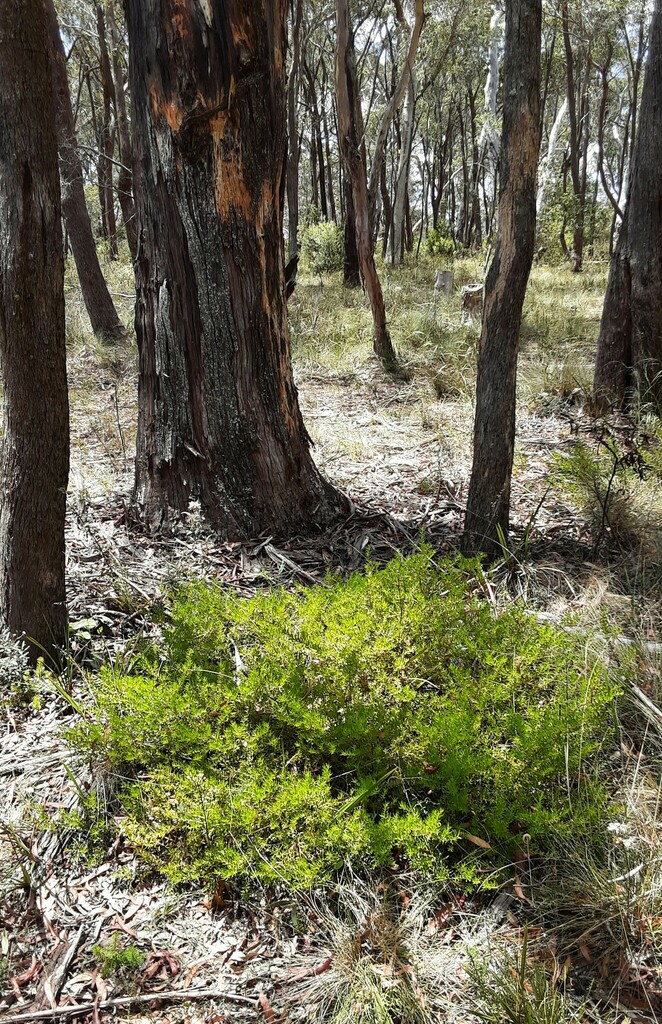 Persoonia recedens in January 2023 by Chris Jonkers. Prostrate to ...