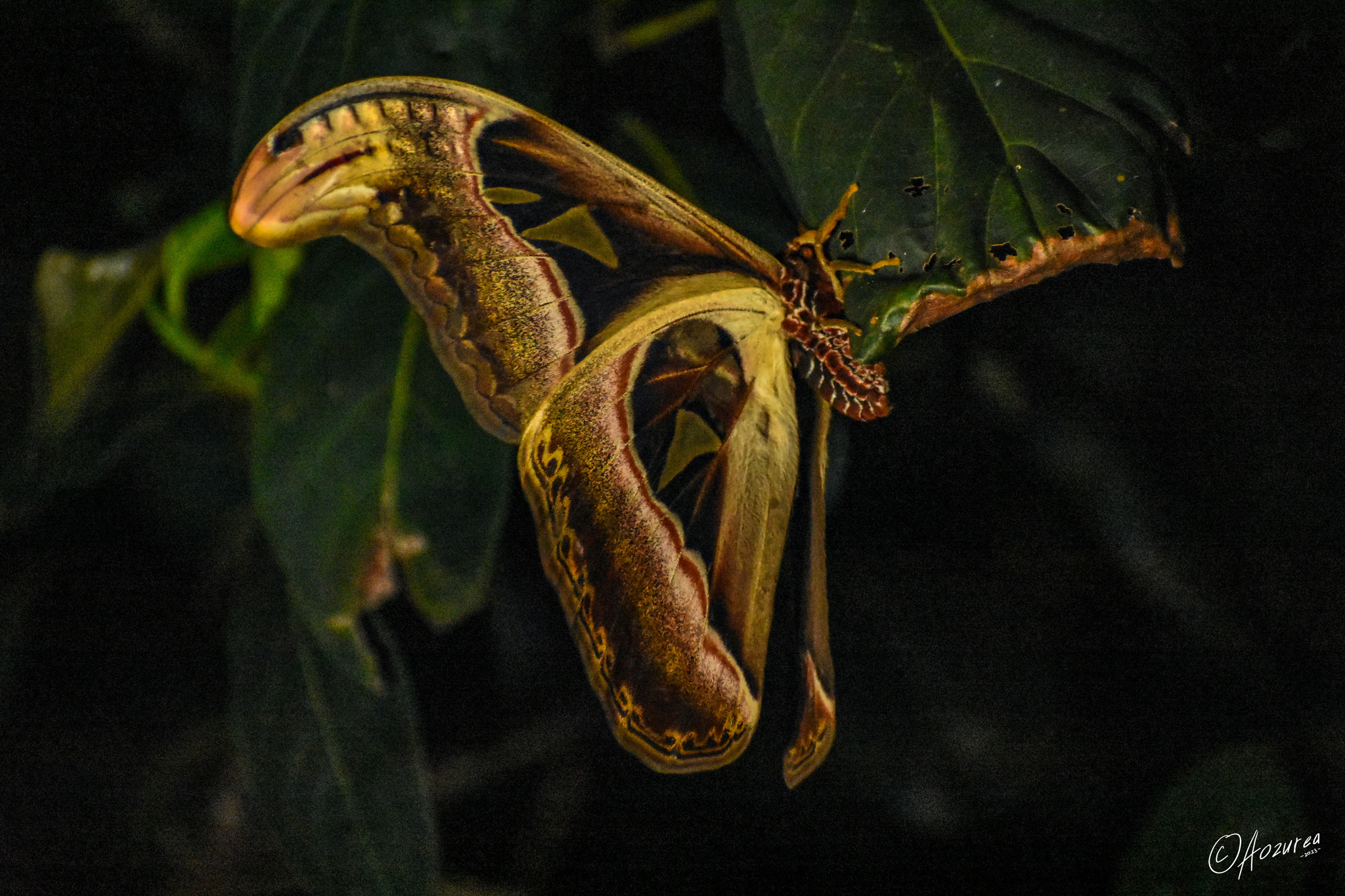 Attacus atlas (Linnaeus, 1758)