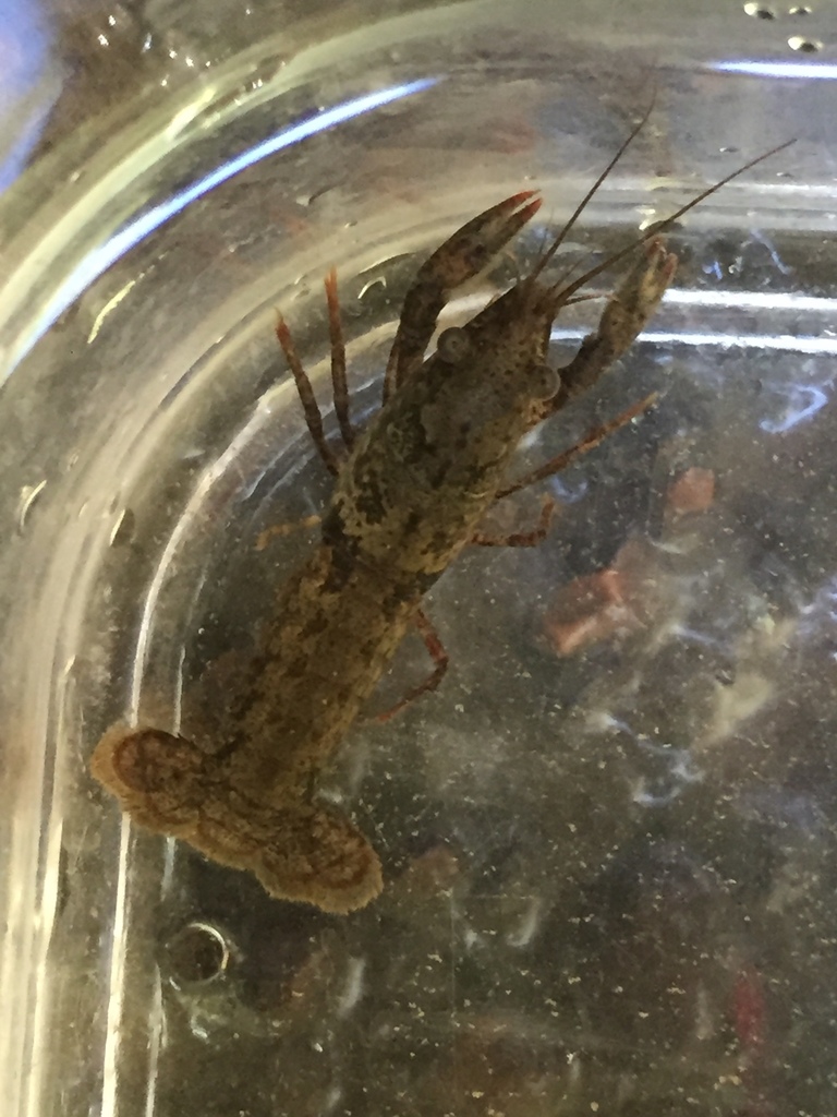 Flint River Crayfish (Crayfishes of Alabama) · iNaturalist