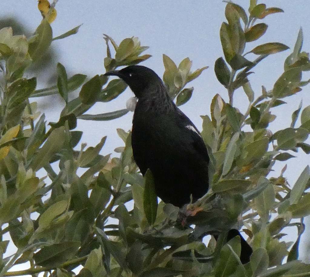 New Zealand Tūī from Te Puru, New Zealand on January 17, 2023 at 06:22 ...