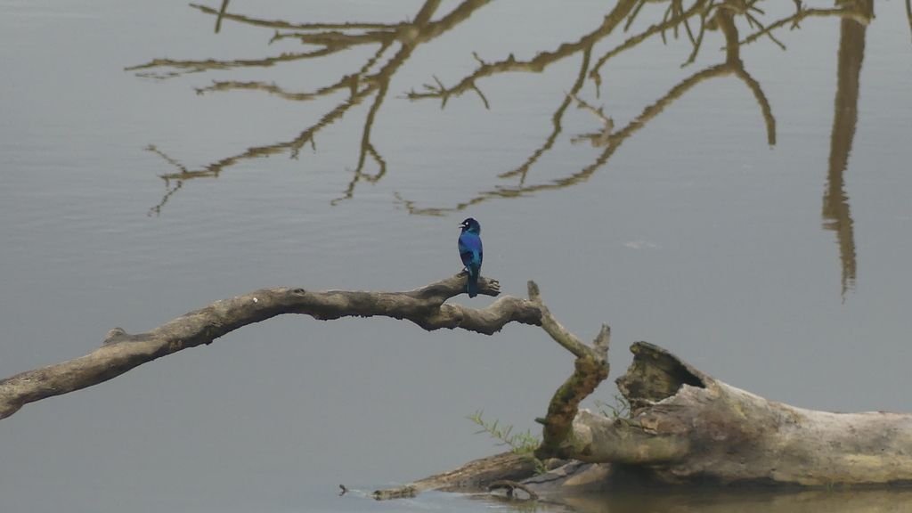 Splendid Starling from Lac de la Lékédi on November 10, 2022 at 04:33 ...