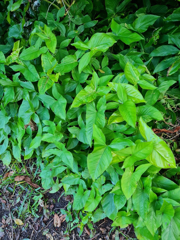 Goosefoot-plant from Devonshire Parish, Bermuda on December 22, 2022 at ...