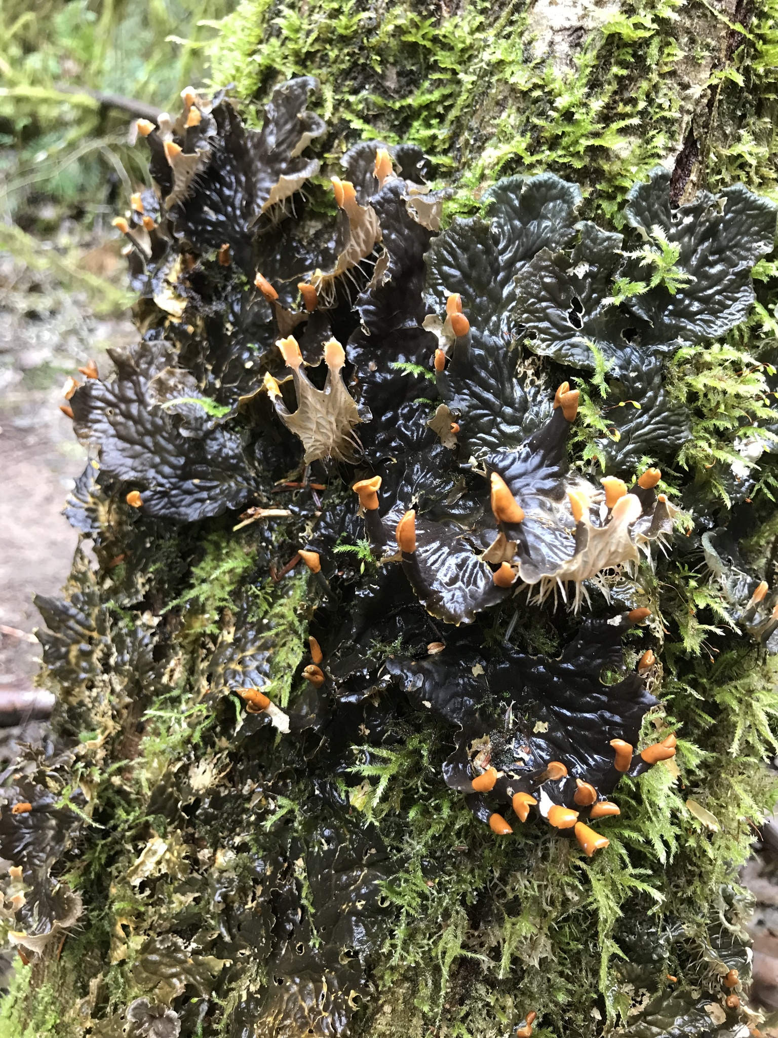 Peltigera membranacea (Ach.) Nyl.