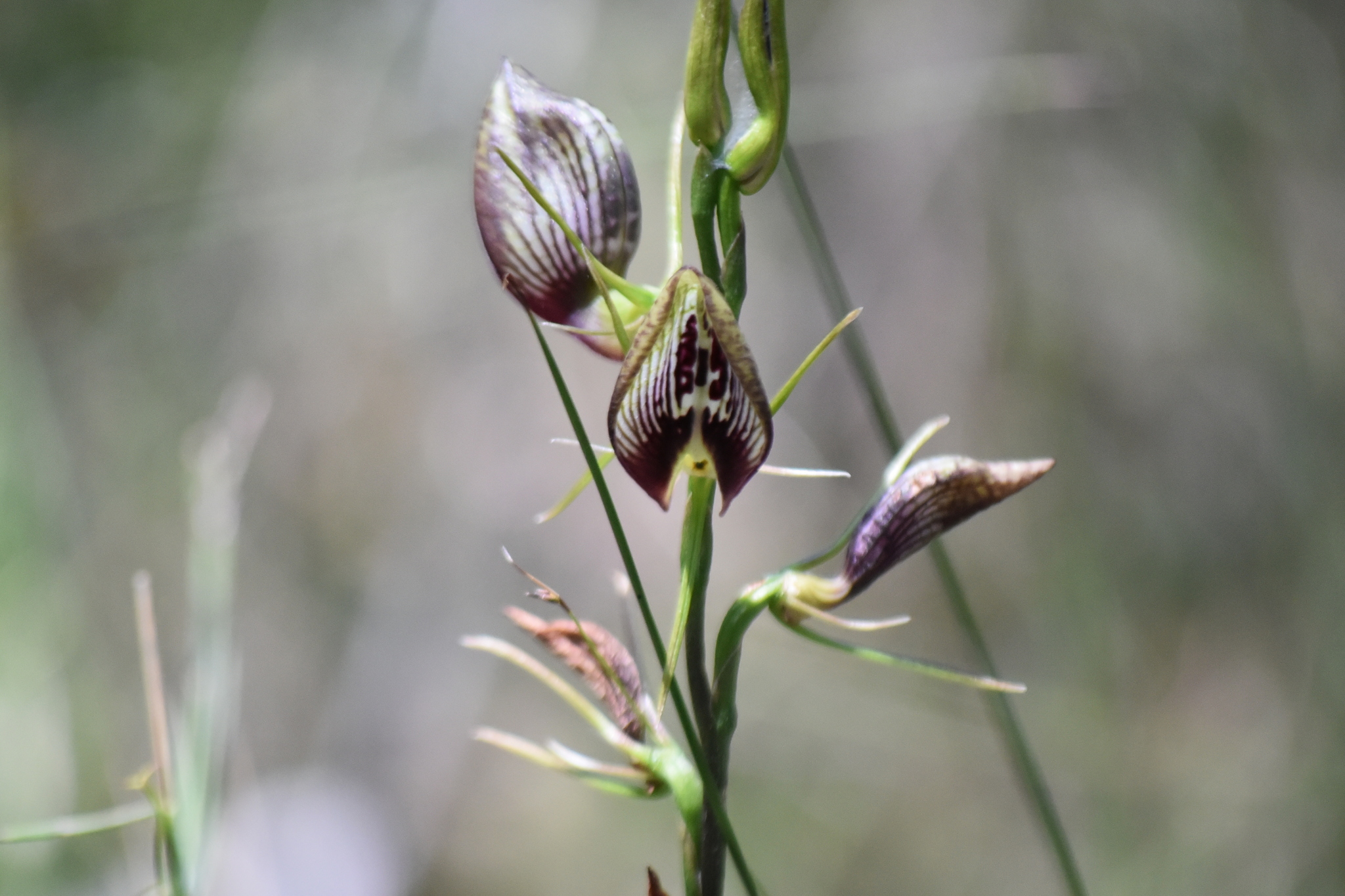 Cryptostylis erecta R.Br.