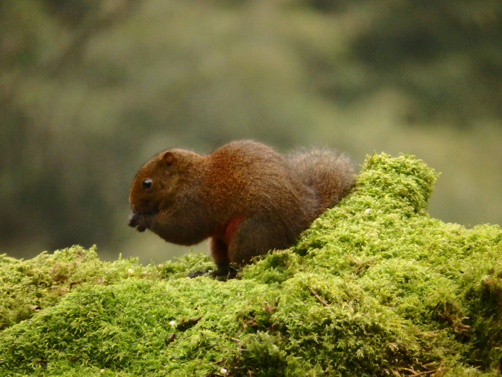 Pallas' Squirrel (Mammals of Colorado) · iNaturalist