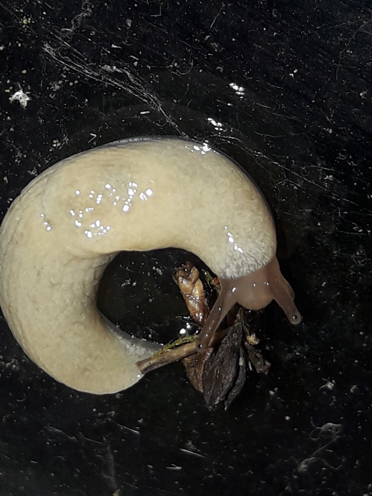 Deroceras reticulatum (O.F.Müller, 1774)